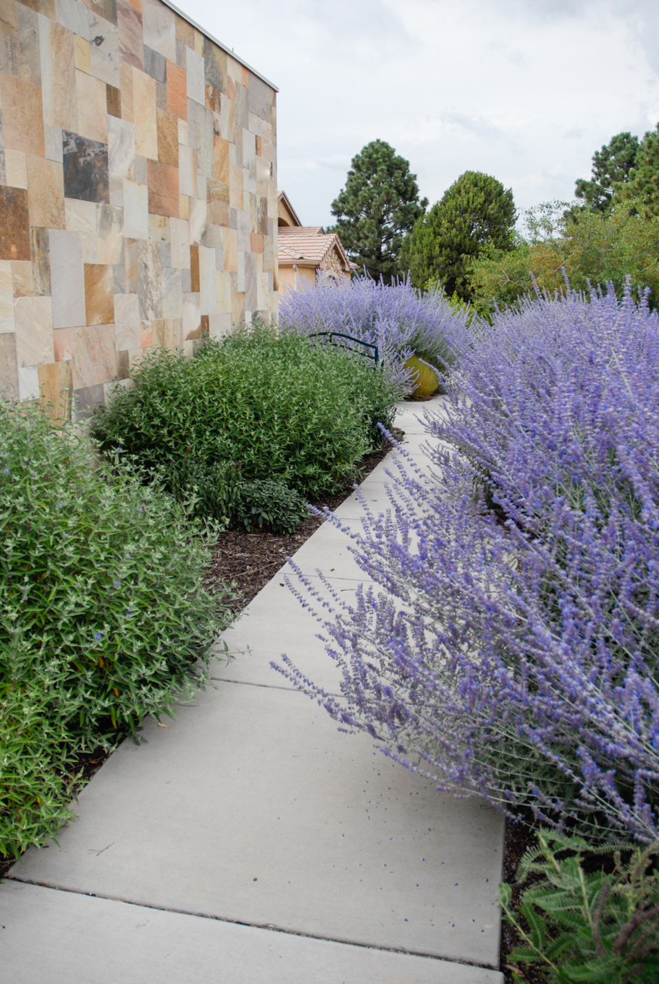 Colorado Springs Utilities Xeriscaping - Buffalograss Front Yard