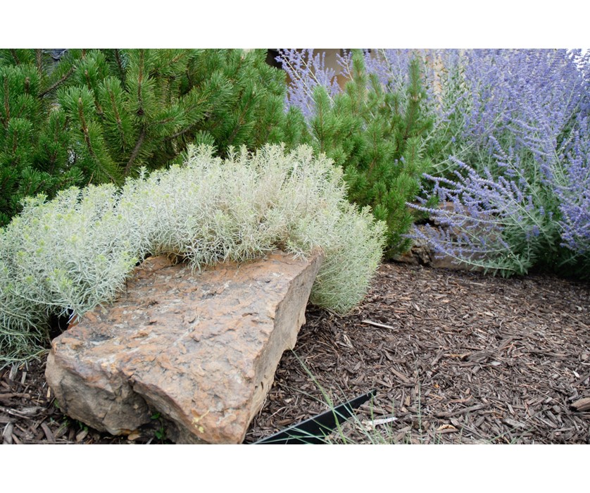 Colorado Springs Utilities Xeriscaping - Buffalograss Front Yard