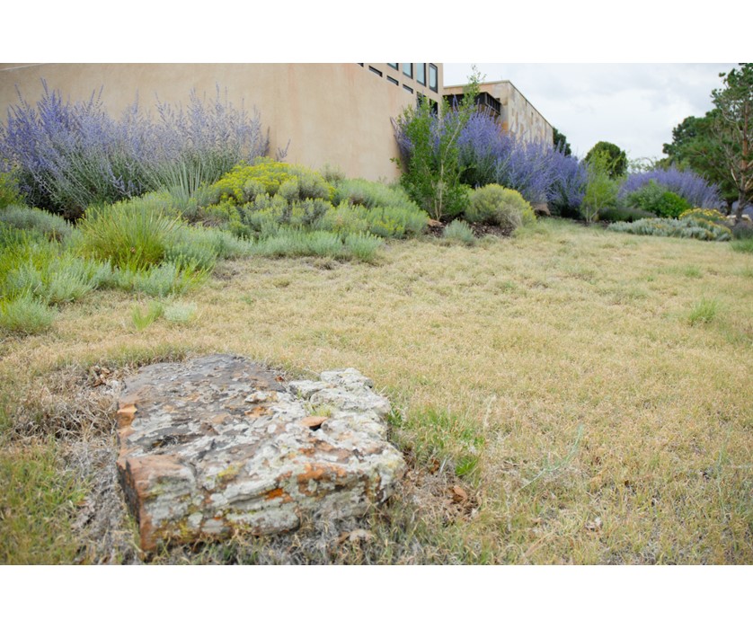 Colorado Springs Utilities Xeriscaping - Buffalograss Front Yard