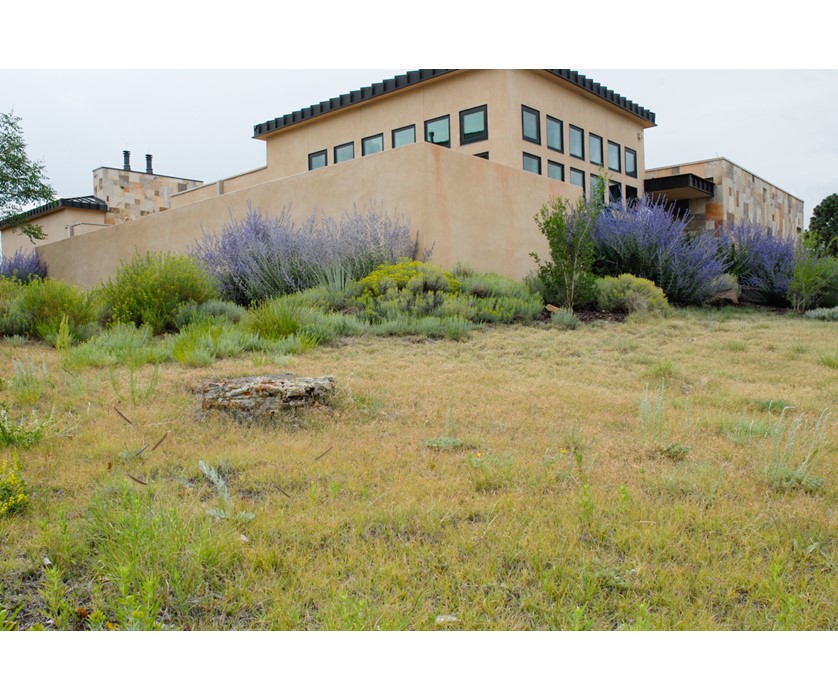 Colorado Springs Utilities Xeriscaping - Buffalograss Front Yard