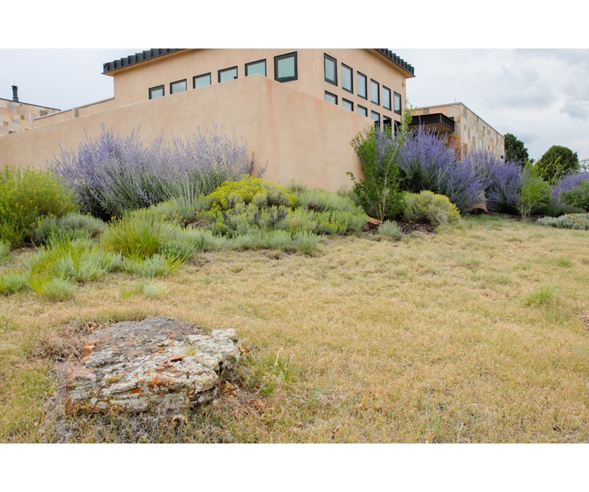 Colorado Springs Utilities Xeriscaping - Buffalograss Front Yard