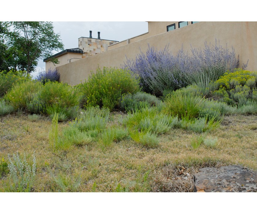 Colorado Springs Utilities Xeriscaping - Buffalograss Front Yard
