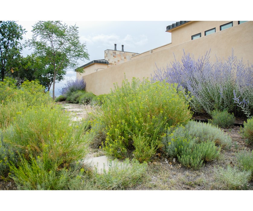 Colorado Springs Utilities Xeriscaping - Buffalograss Front Yard