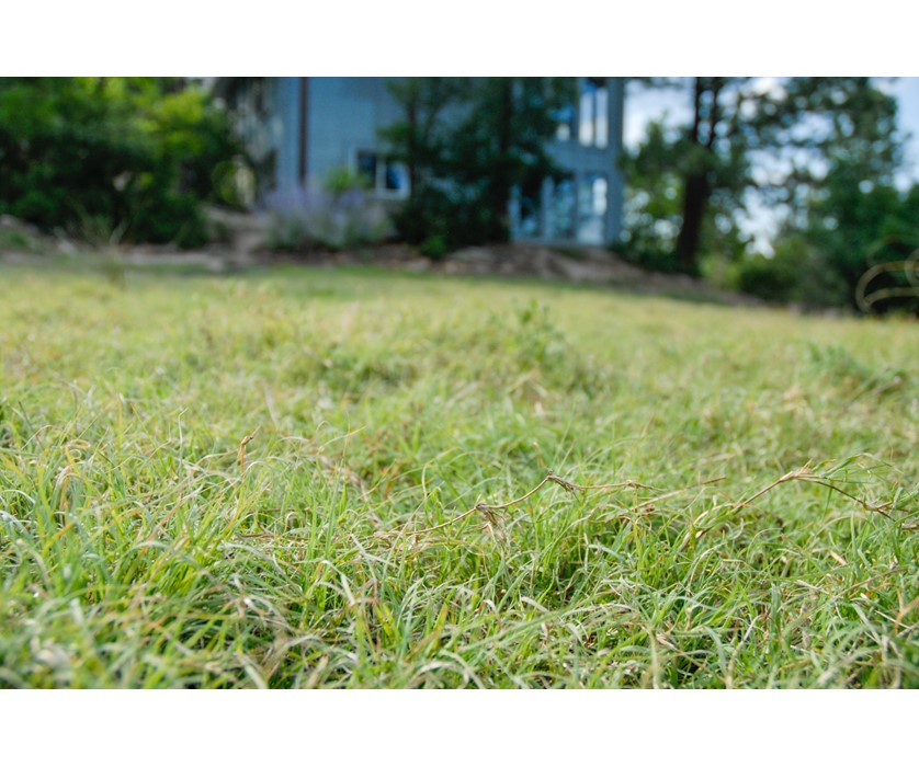 Colorado Springs Utilities Xeriscaping - CO Native Buffalograss