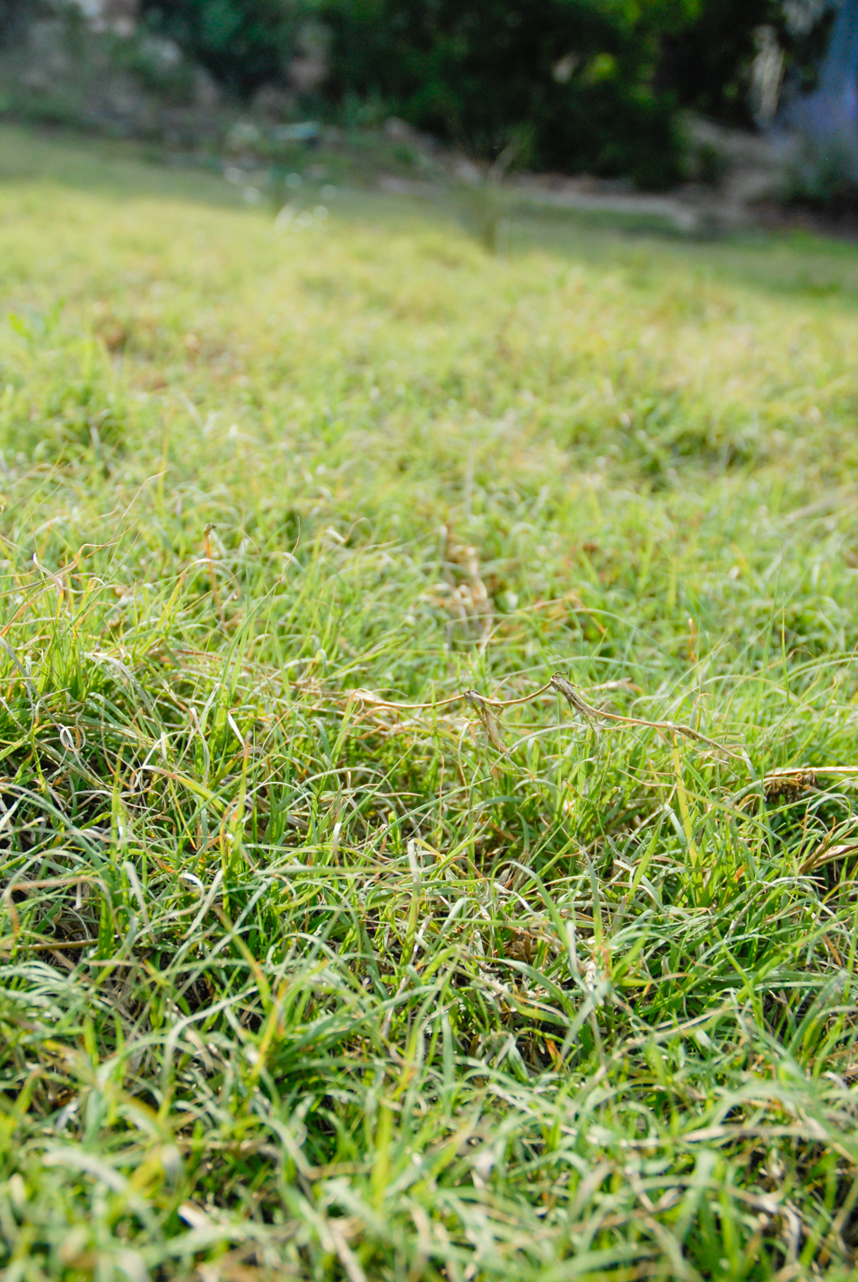 Colorado Springs Utilities Xeriscaping - CO Native Buffalograss