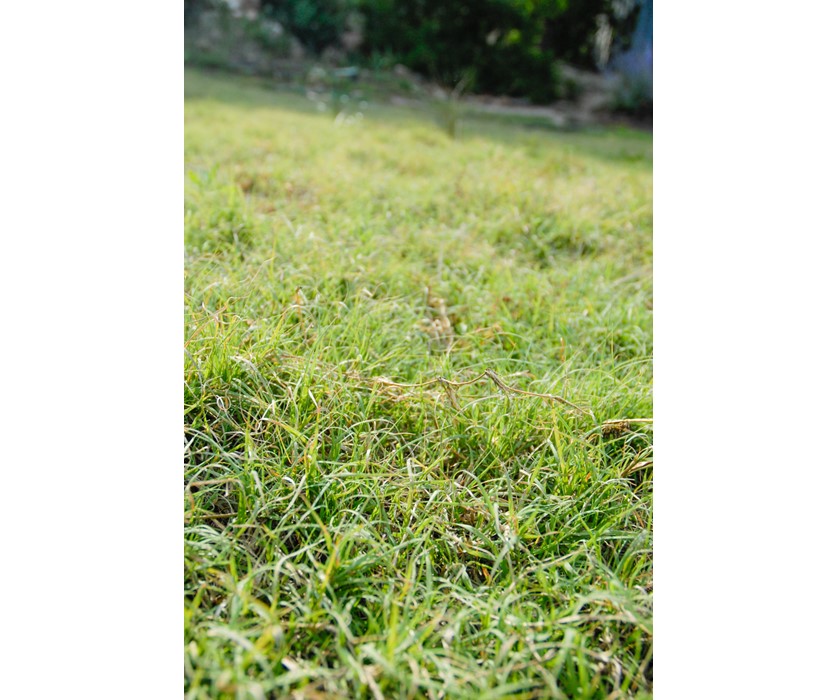 Colorado Springs Utilities Xeriscaping - CO Native Buffalograss