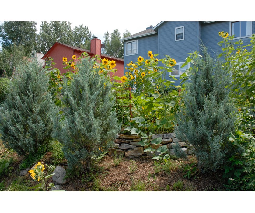 Colorado Springs Utilities Xeriscaping - Terraced Turf Backyard
