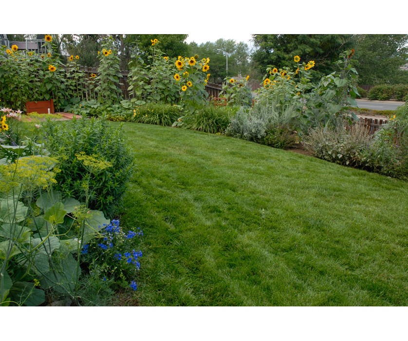 Colorado Springs Utilities Xeriscaping - Terraced Turf Backyard