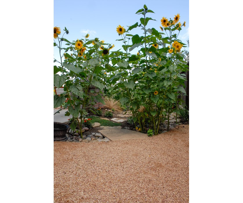 Colorado Springs Utilities Xeriscaping - Terraced Turf Backyard