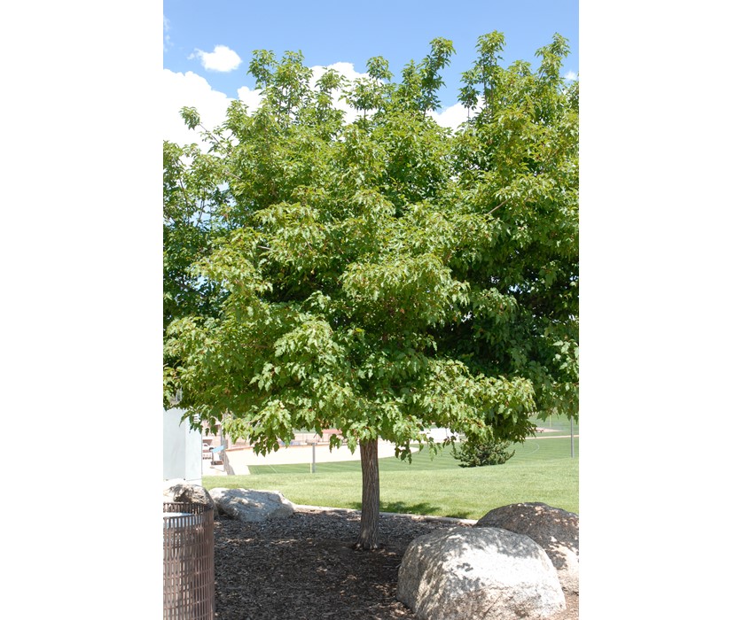 Colorado Springs Utilities Xeriscaping - Amur Maple