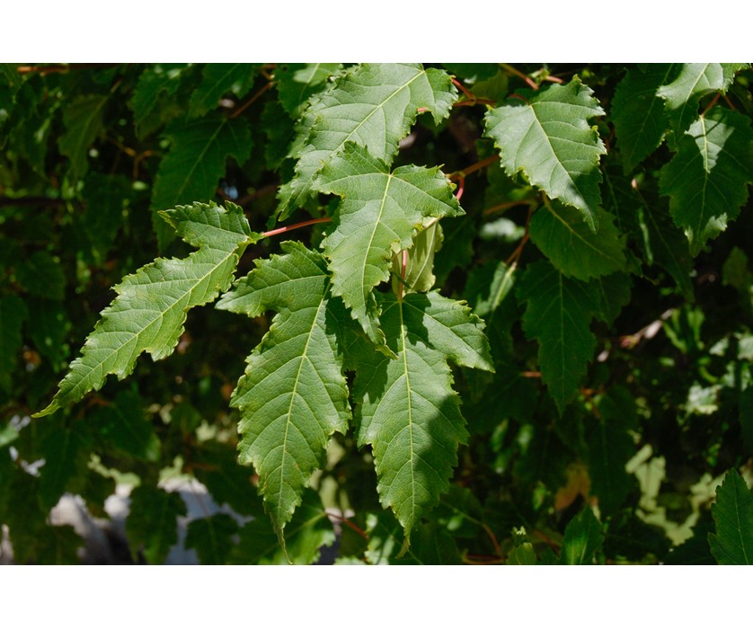 Colorado Springs Utilities Xeriscaping - Amur Maple