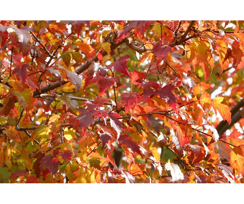 Colorado Springs Utilities Xeriscaping - Amur Maple