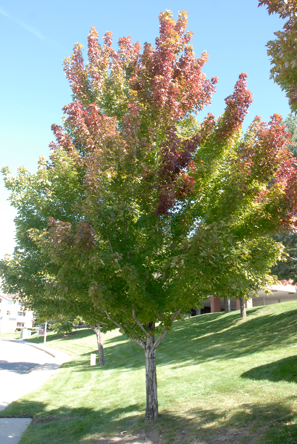 Colorado Springs Utilities Xeriscaping - Red Maple