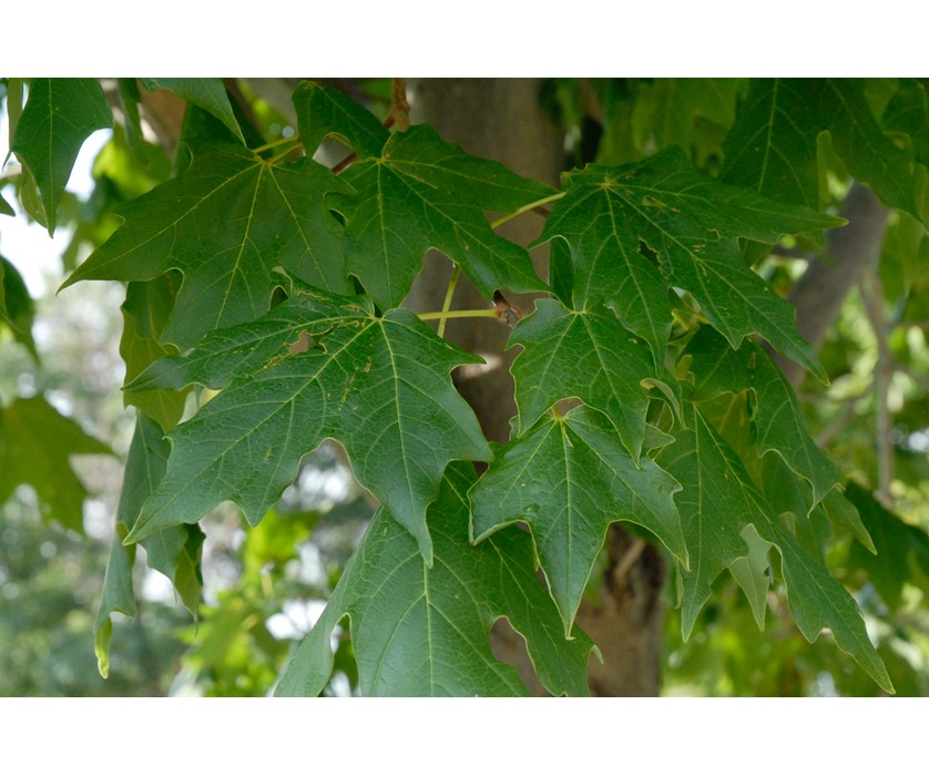 Colorado Springs Utilities Xeriscaping - Caddo Maple
