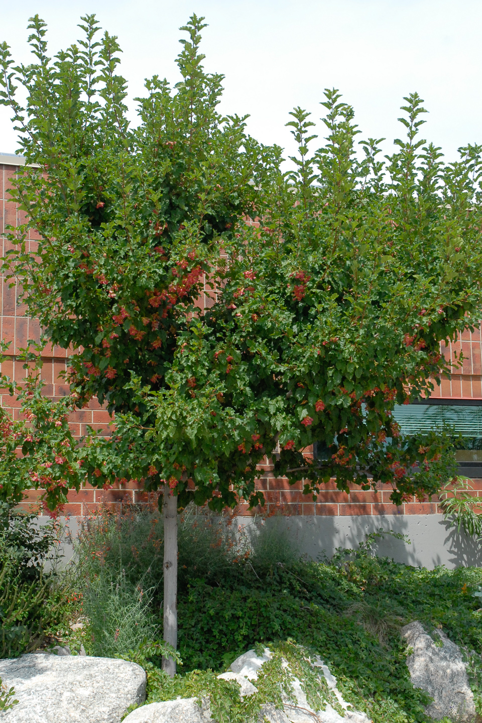 Colorado Springs Utilities Xeriscaping - Hot Wings Tatarian Maple