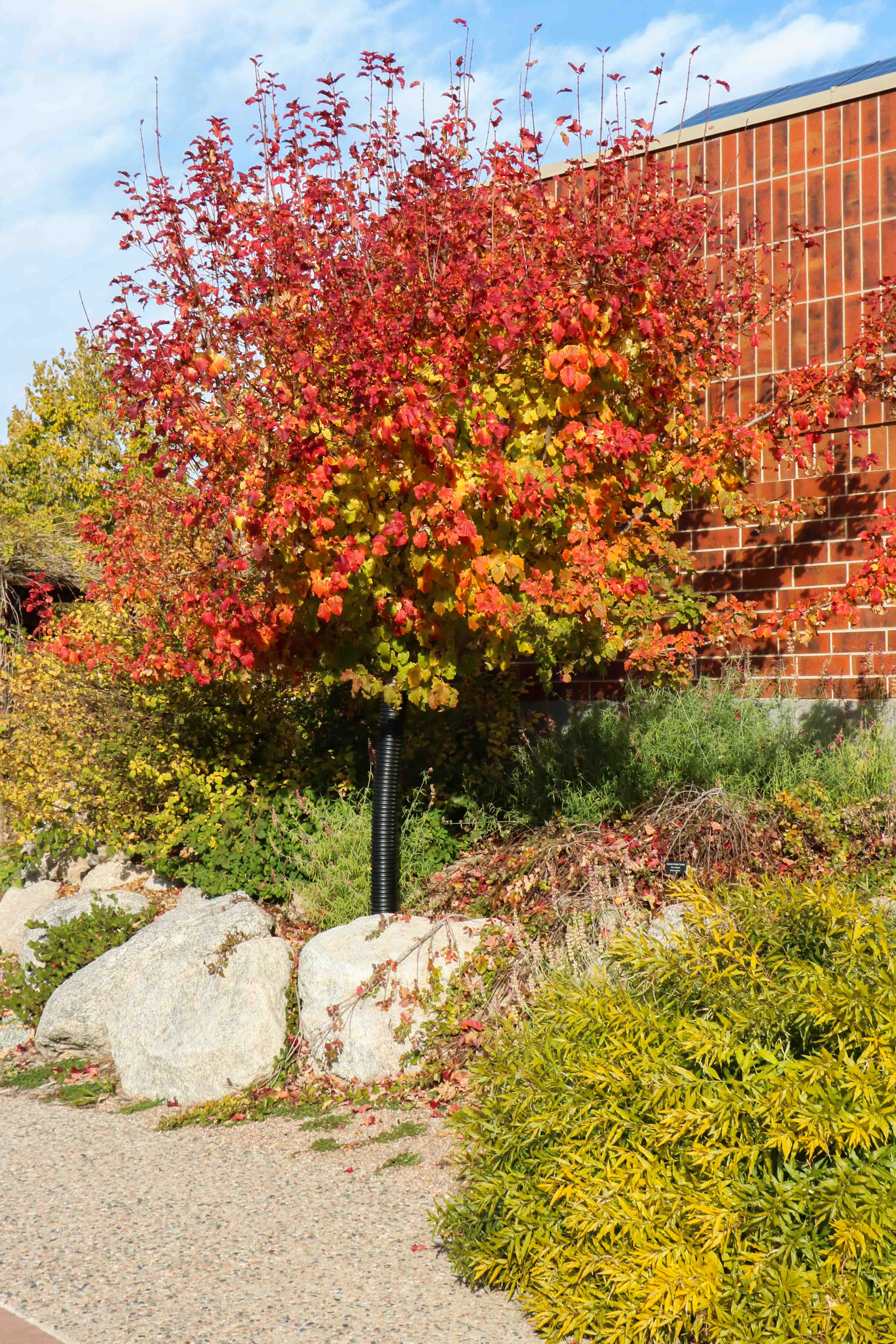 Colorado Springs Utilities Xeriscaping - Hot Wings Tatarian Maple