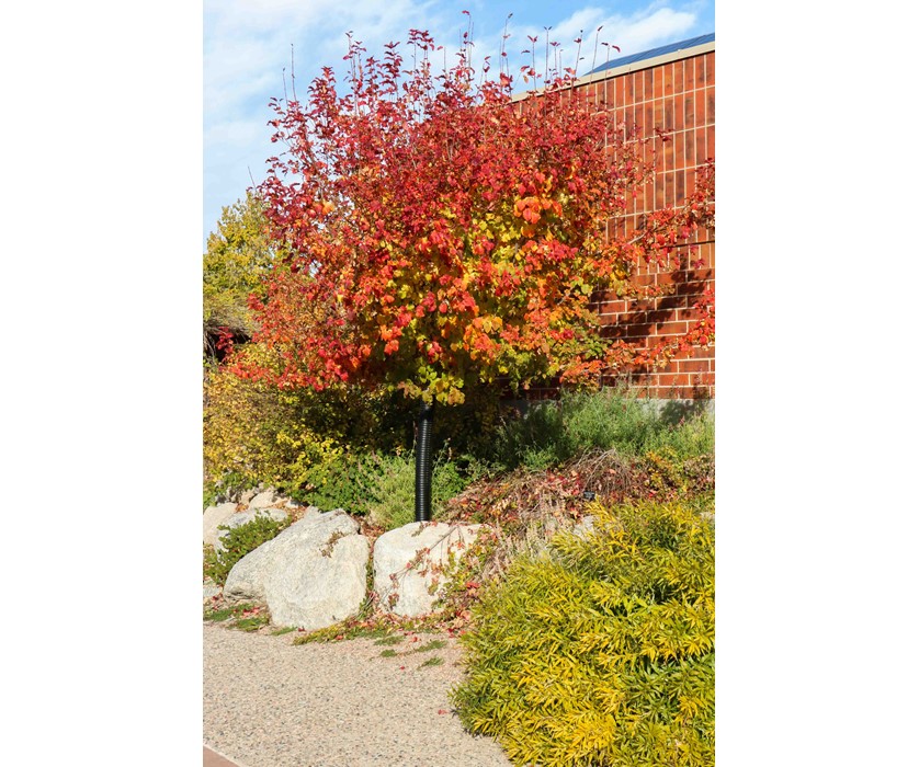 Colorado Springs Utilities Xeriscaping - Hot Wings Tatarian Maple