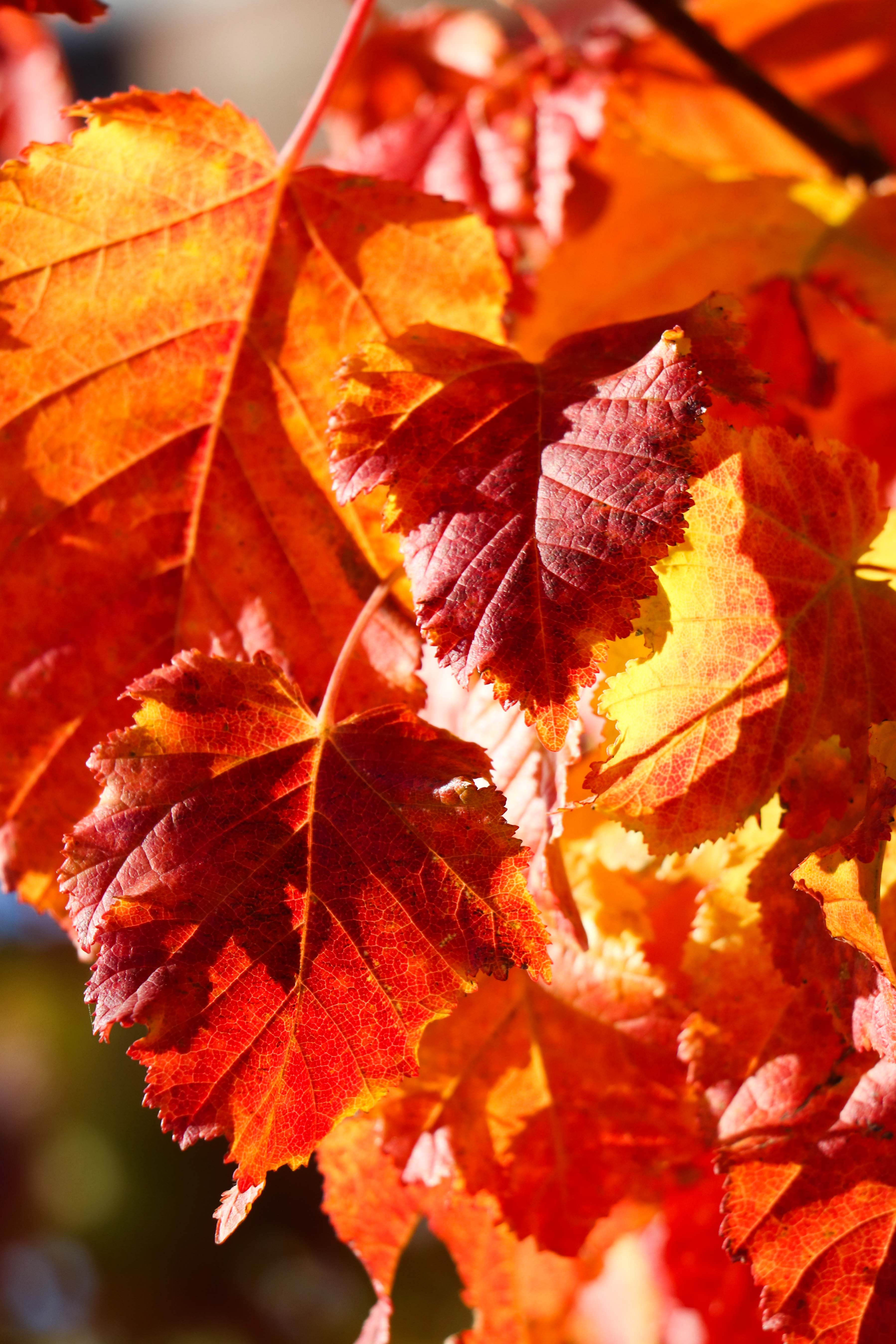 Colorado Springs Utilities Xeriscaping - Hot Wings Tatarian Maple
