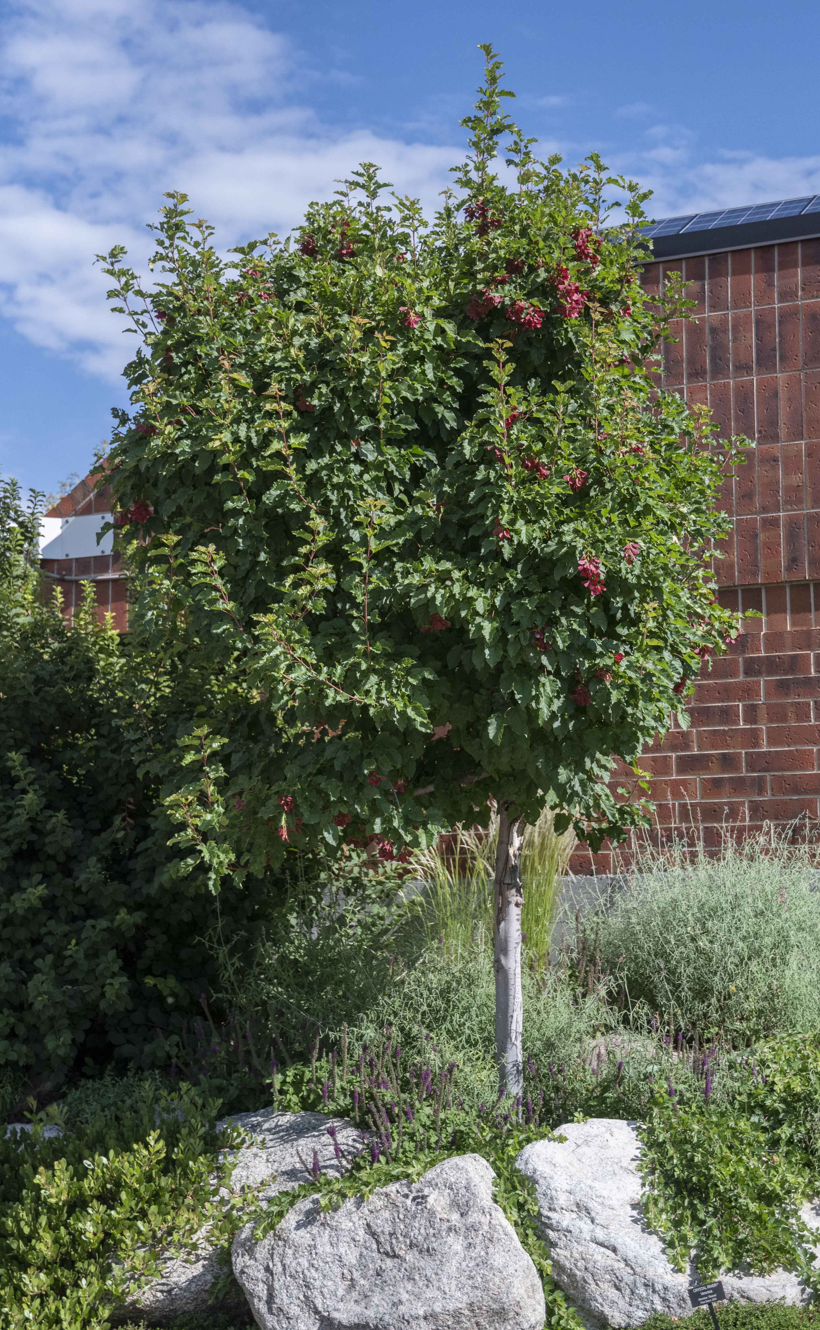 Colorado Springs Utilities Xeriscaping - Hot Wings Tatarian Maple