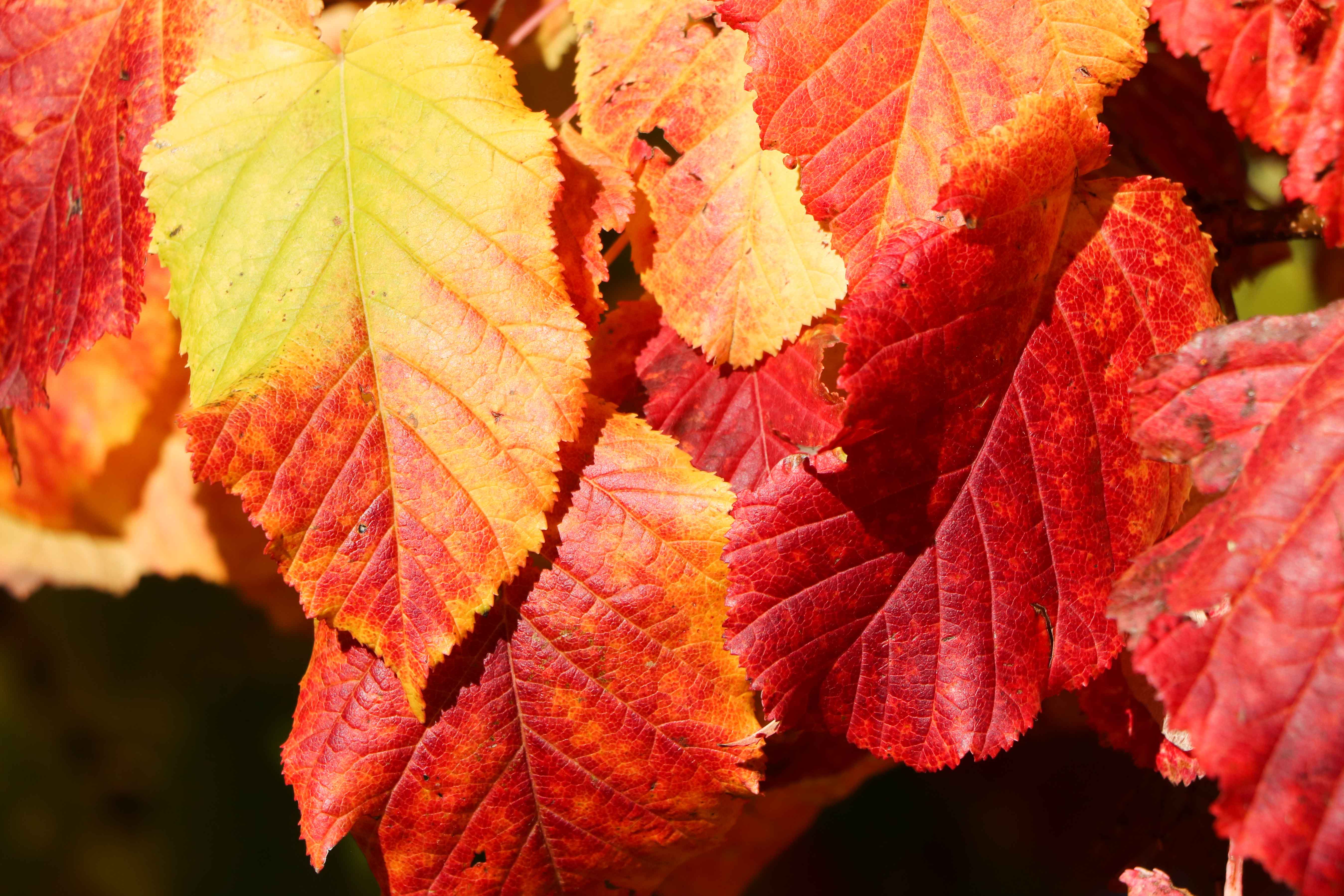 Colorado Springs Utilities Xeriscaping - Hot Wings Tatarian Maple