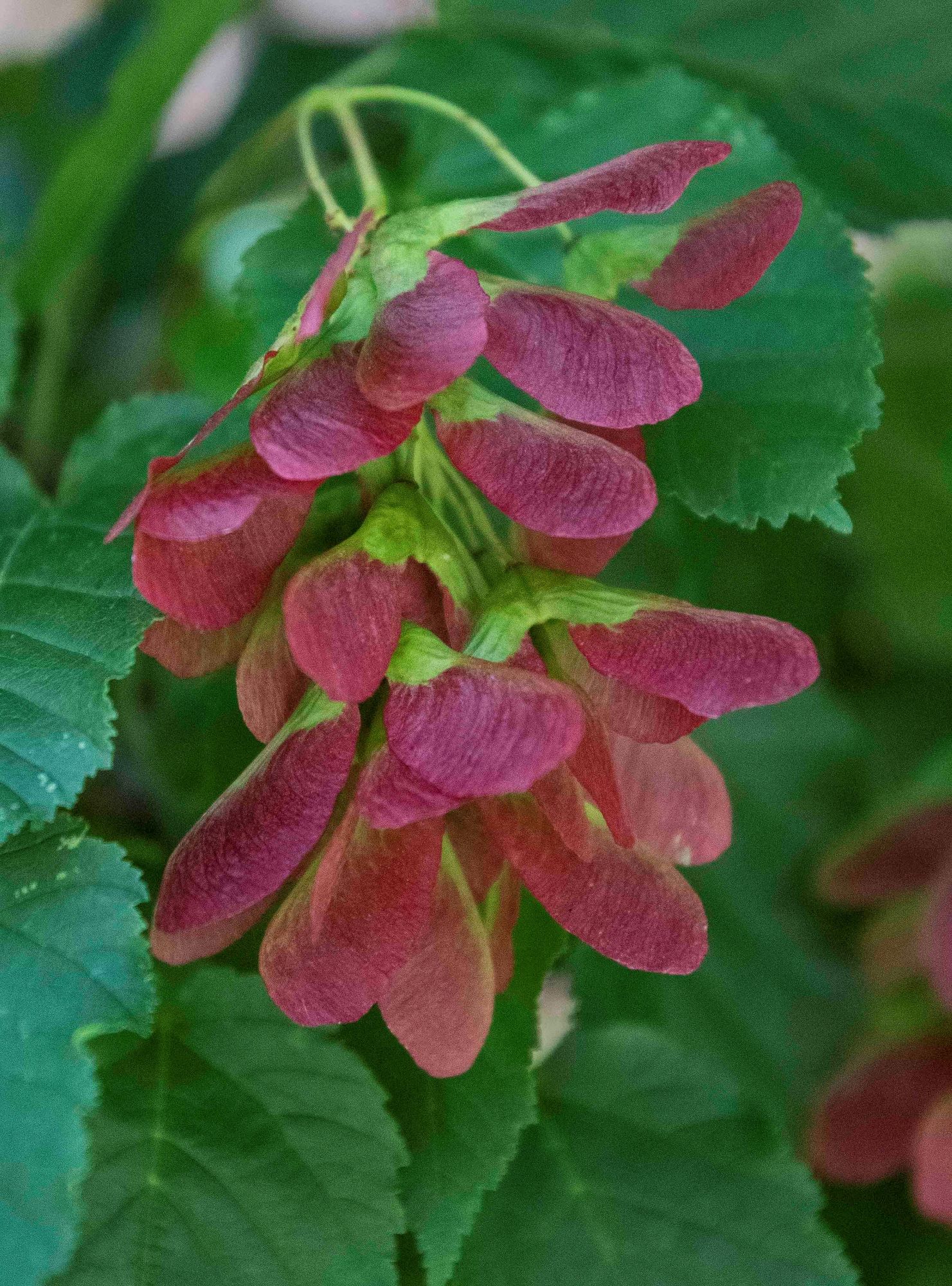 Colorado Springs Utilities Xeriscaping - Hot Wings Tatarian Maple