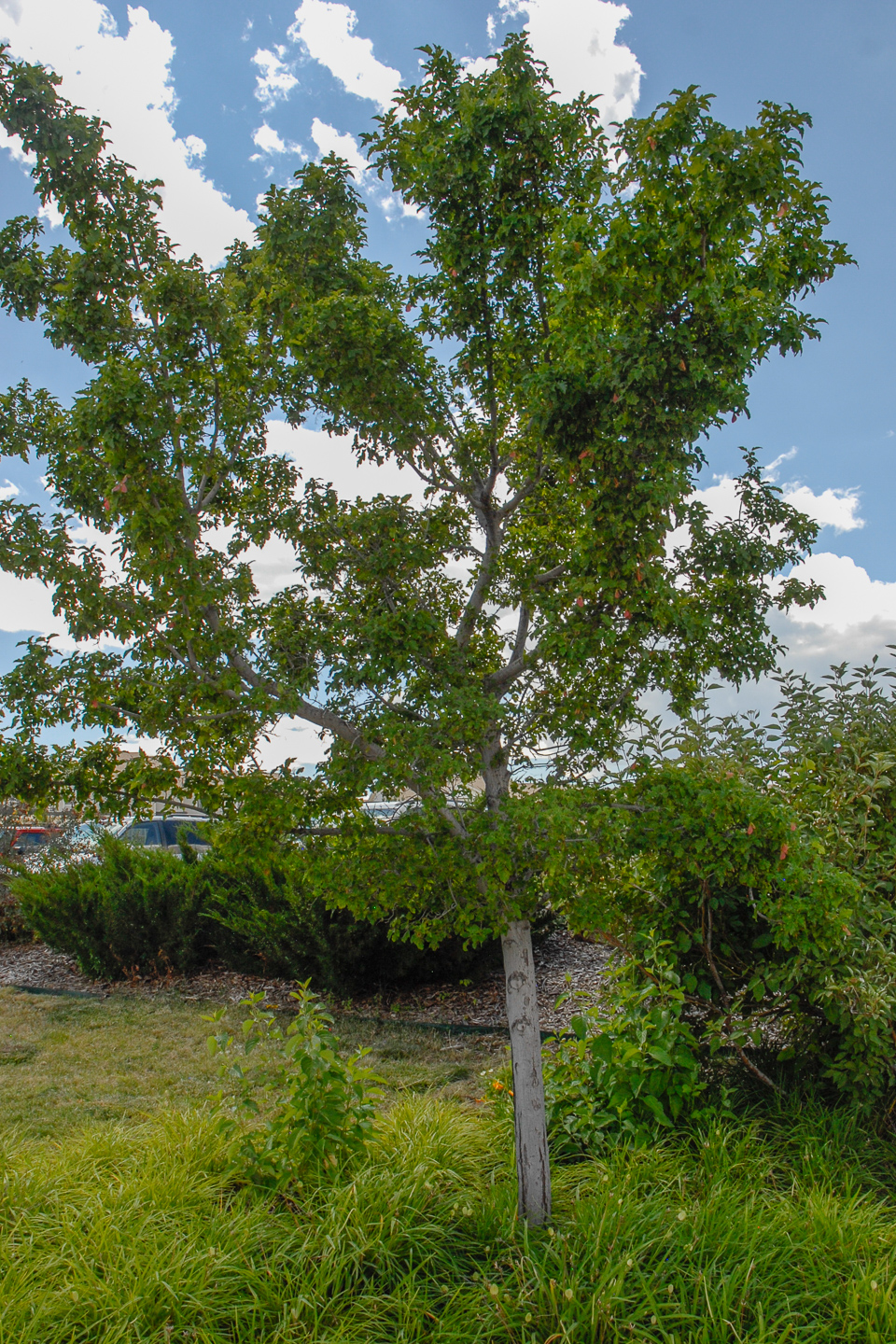 Colorado Springs Utilities Xeriscaping - Tatarian Maple