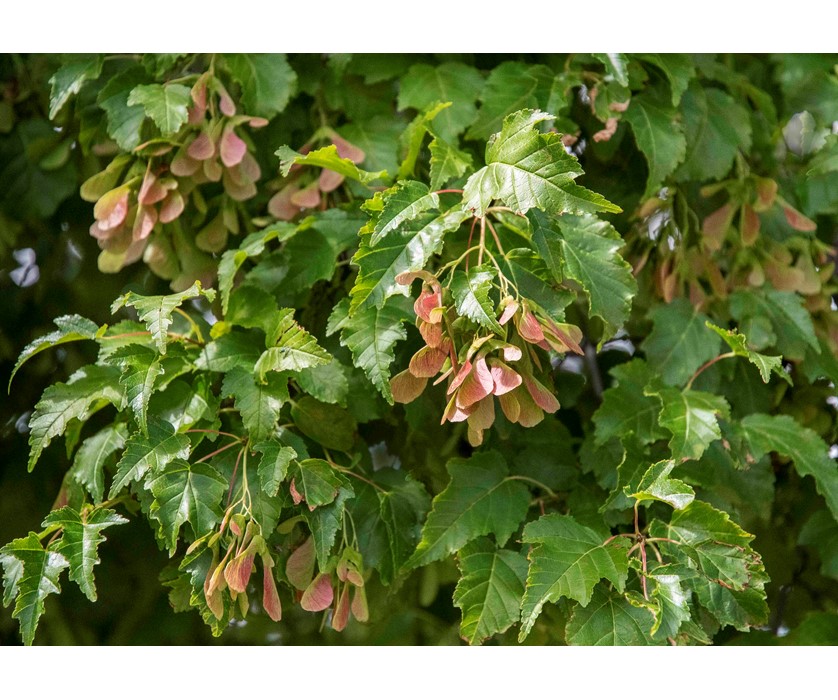 Colorado Springs Utilities Xeriscaping - Tatarian Maple