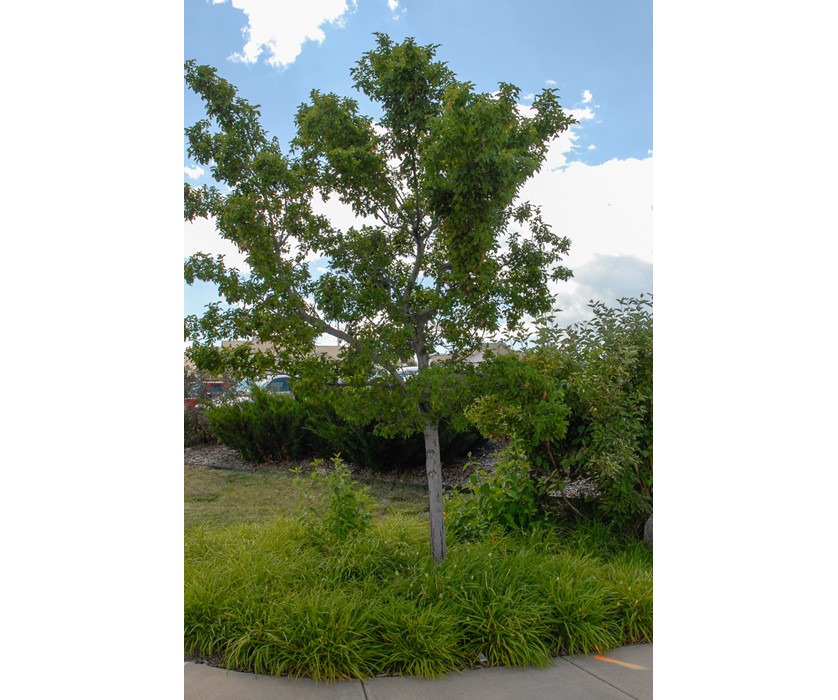 Colorado Springs Utilities Xeriscaping - Tatarian Maple
