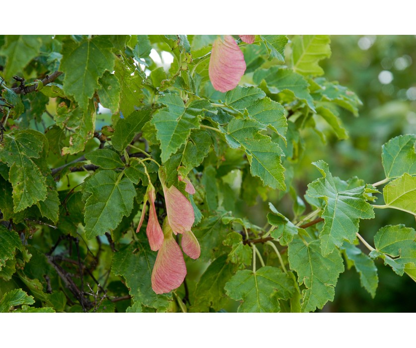 Colorado Springs Utilities Xeriscaping - Tatarian Maple