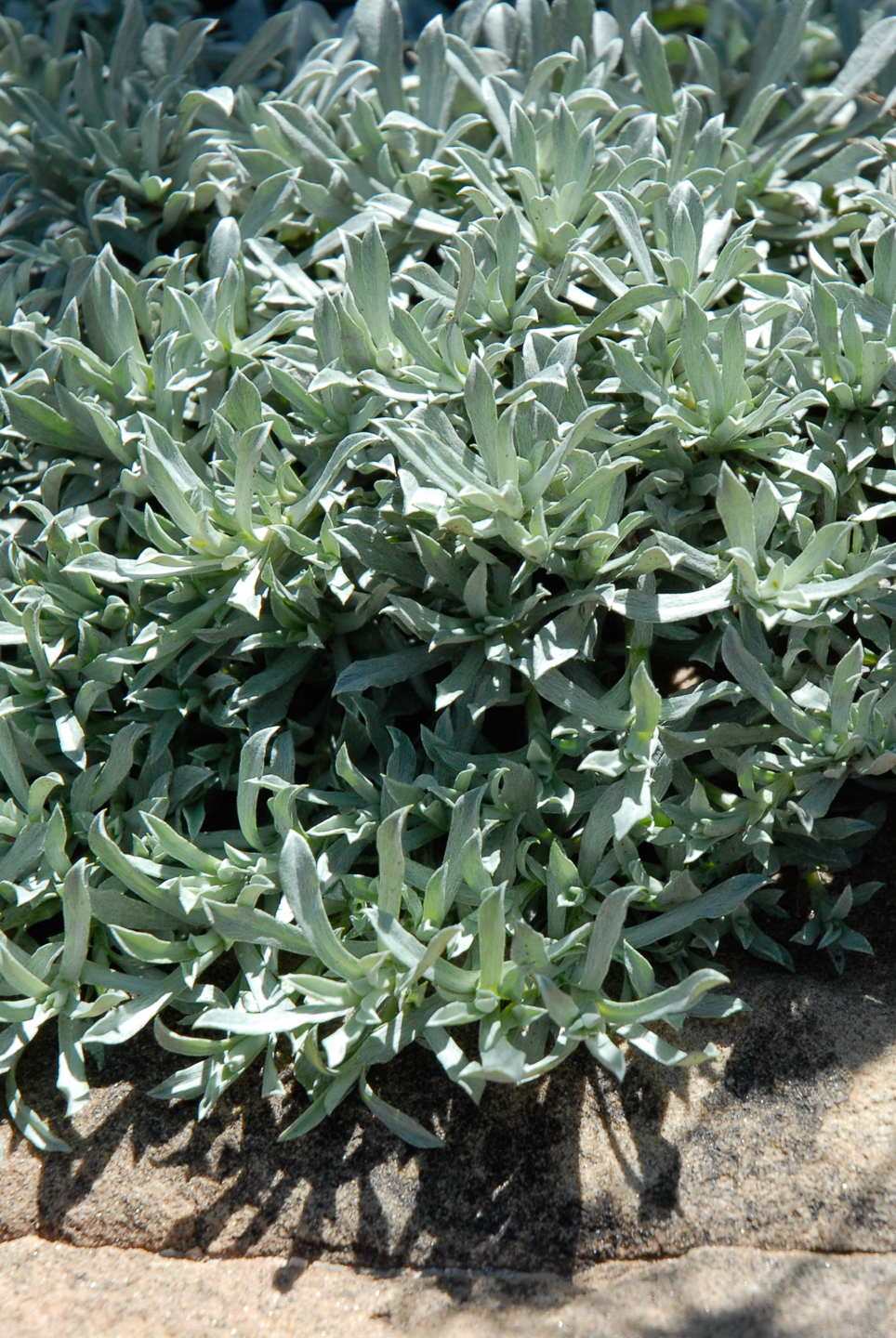 Colorado Springs Utilities Xeriscaping - Serbian Yarrow