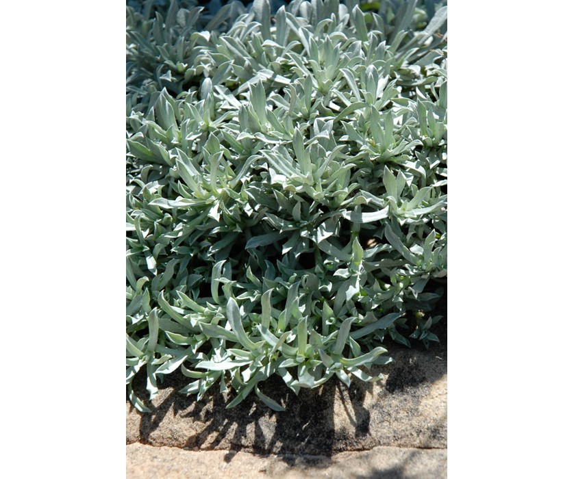 Colorado Springs Utilities Xeriscaping - Serbian Yarrow