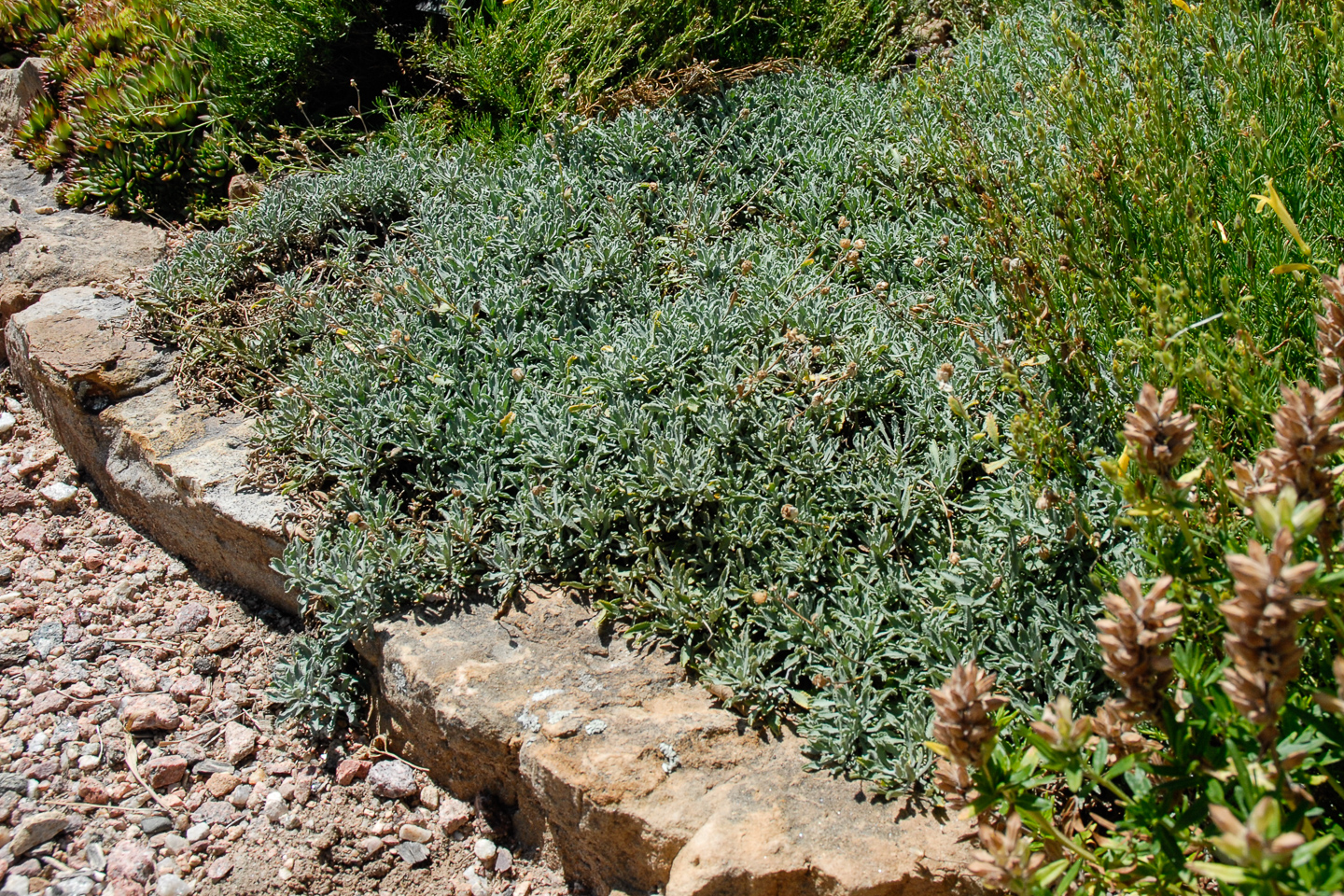Colorado Springs Utilities Xeriscaping - Serbian Yarrow
