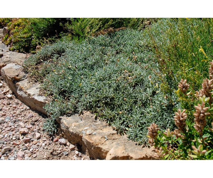 Colorado Springs Utilities Xeriscaping - Serbian Yarrow