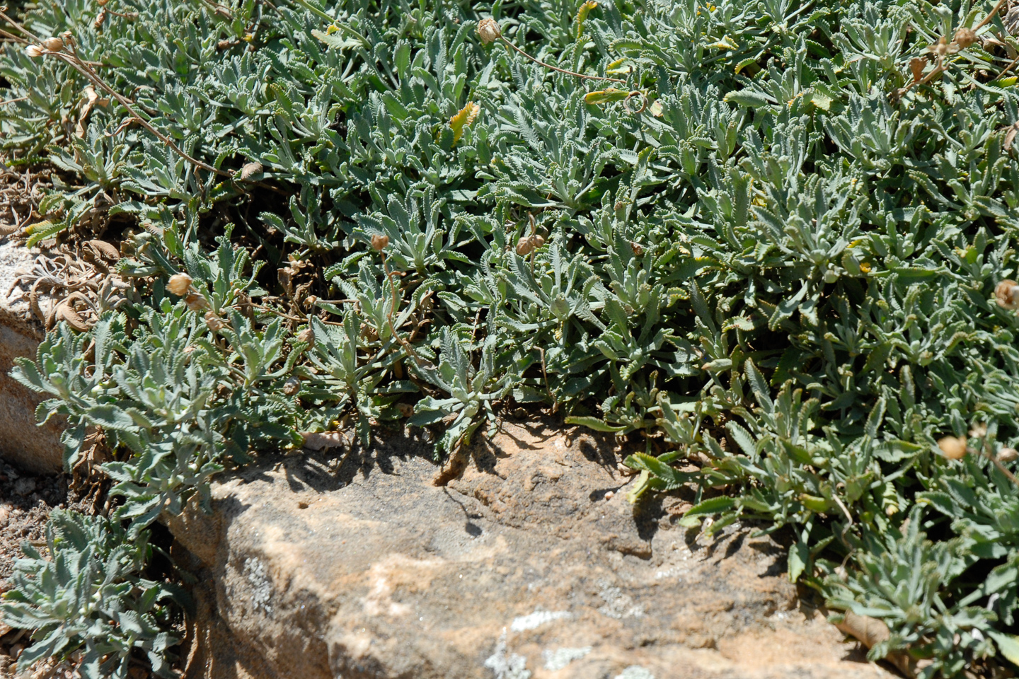Colorado Springs Utilities Xeriscaping - Serbian Yarrow