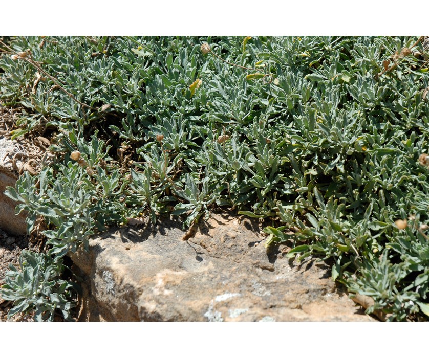 Colorado Springs Utilities Xeriscaping - Serbian Yarrow
