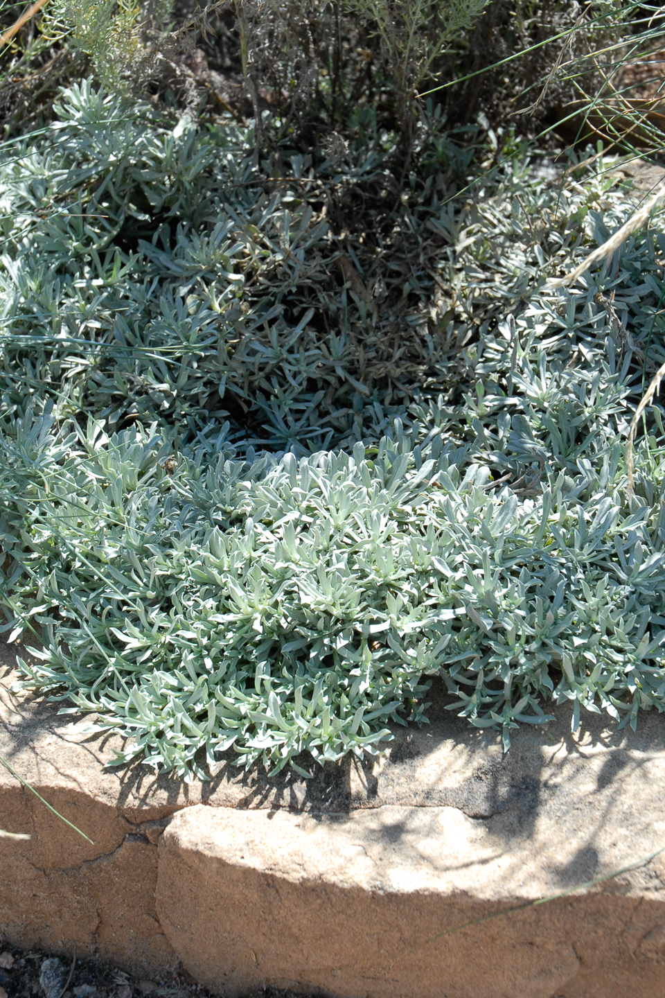 Colorado Springs Utilities Xeriscaping - Serbian Yarrow