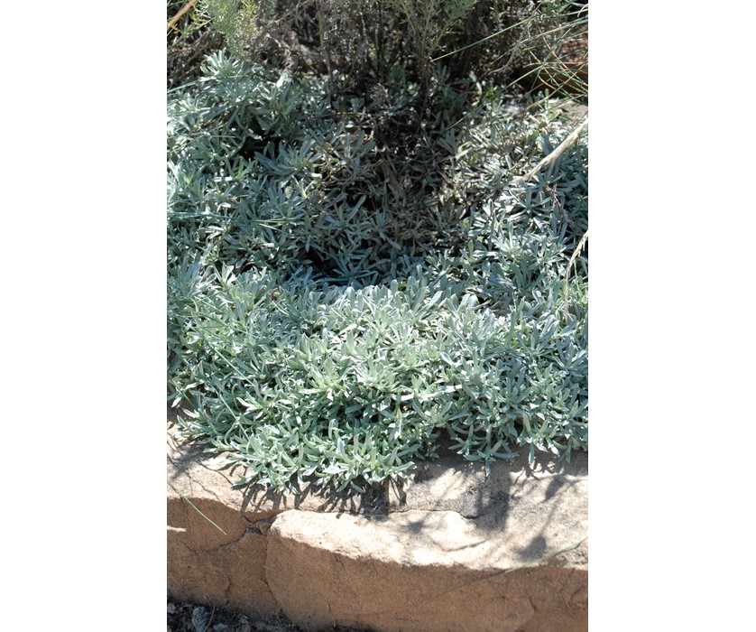 Colorado Springs Utilities Xeriscaping - Serbian Yarrow