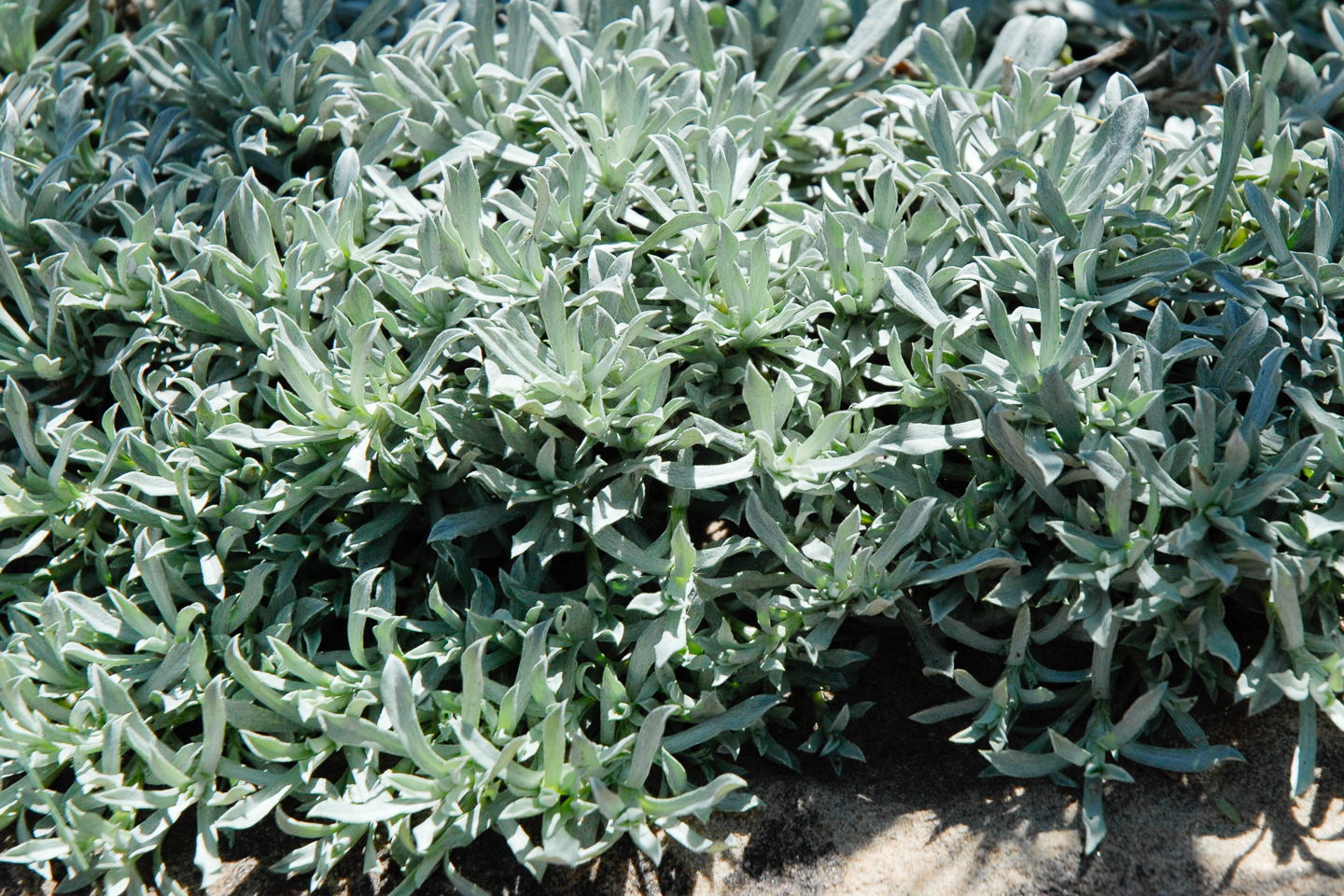 Colorado Springs Utilities Xeriscaping - Serbian Yarrow