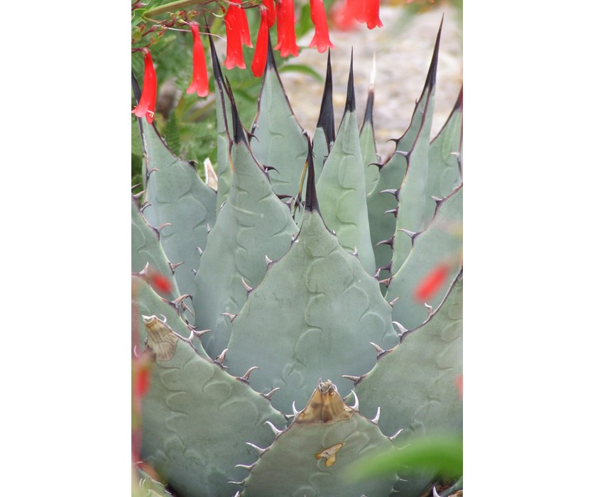 Colorado Springs Utilities Xeriscaping - Parry's Agave