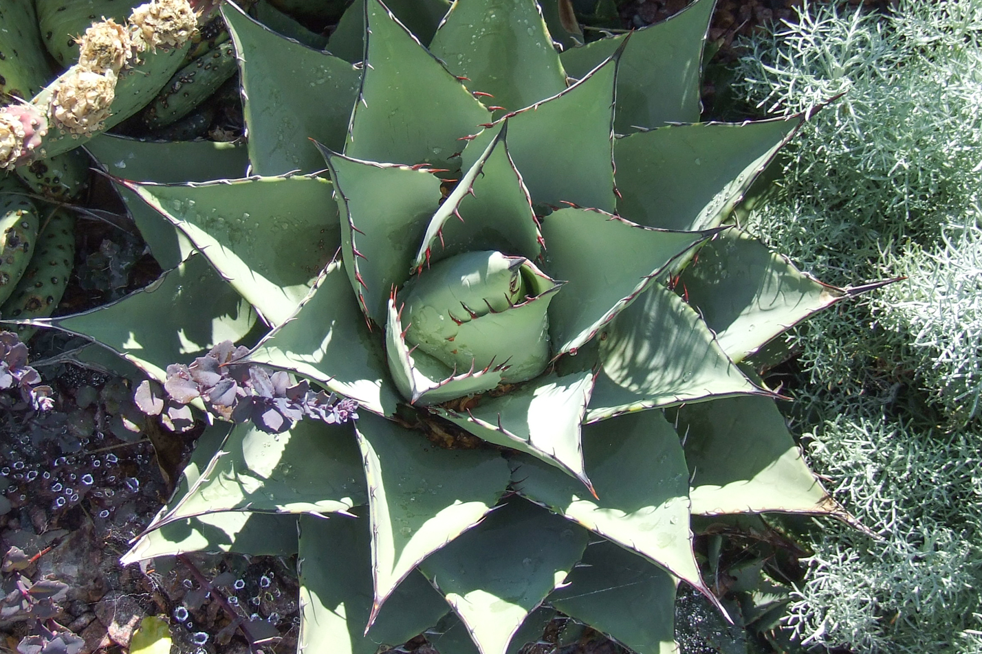 Colorado Springs Utilities Xeriscaping - Parry's Agave