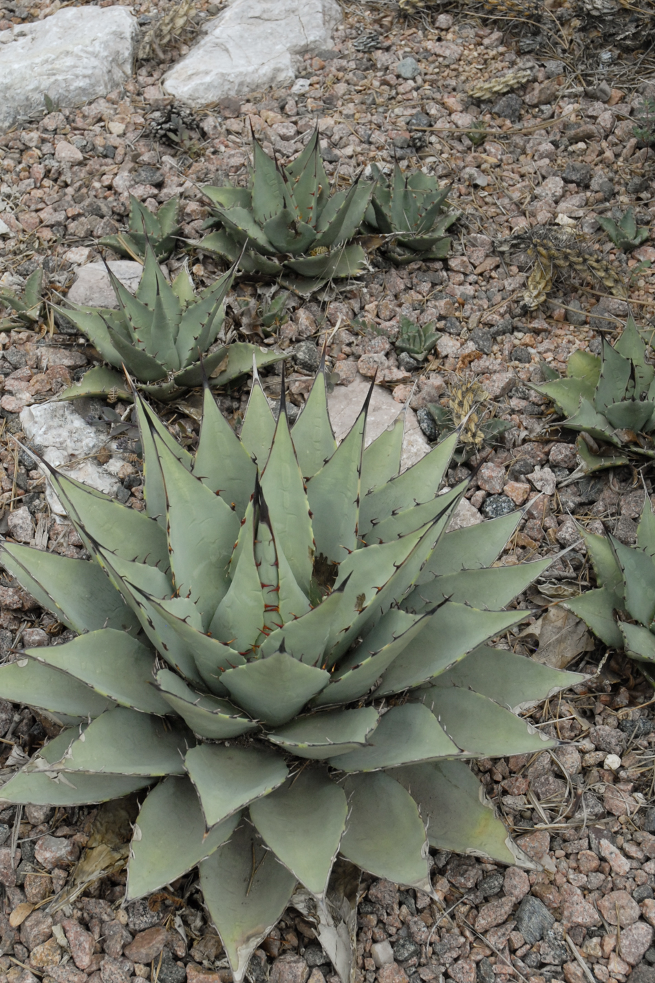Colorado Springs Utilities Xeriscaping - Parry's Agave