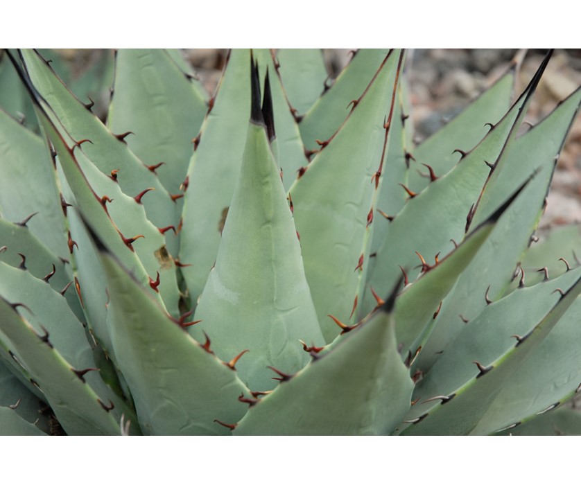 Colorado Springs Utilities Xeriscaping - Parry's Agave