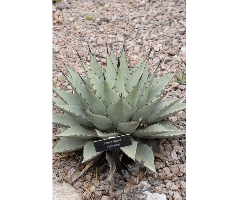Colorado Springs Utilities Xeriscaping - Parry's Agave