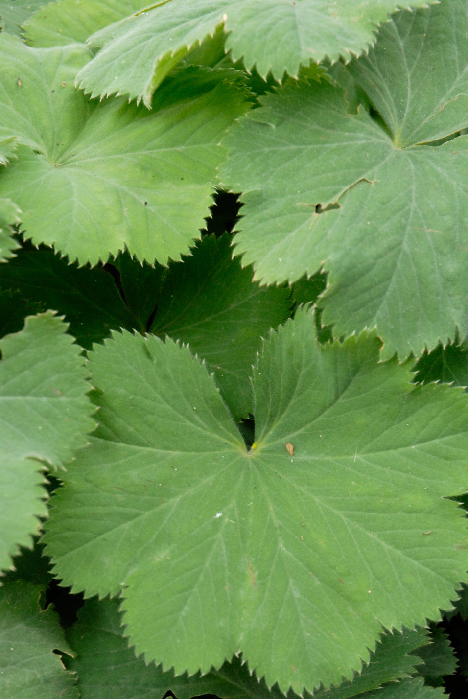 Colorado Springs Utilities Xeriscaping - Lady's Mantle