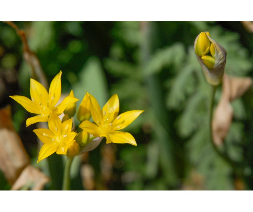 Colorado Springs Utilities Xeriscaping - Golden garlic