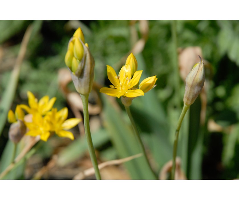 Colorado Springs Utilities Xeriscaping - Golden garlic