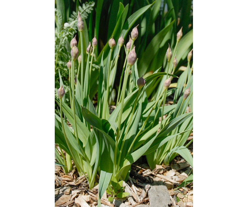Colorado Springs Utilities Xeriscaping - Golden garlic