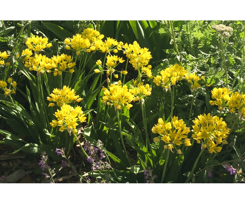 Colorado Springs Utilities Xeriscaping - Golden garlic