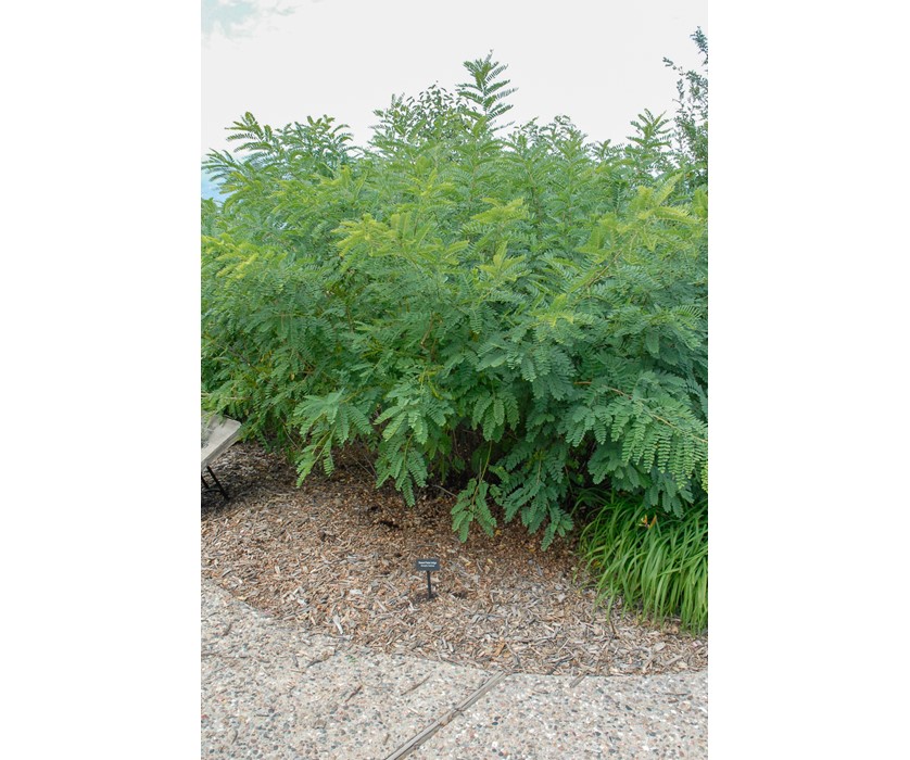 Colorado Springs Utilities Xeriscaping - False Indigo Bush