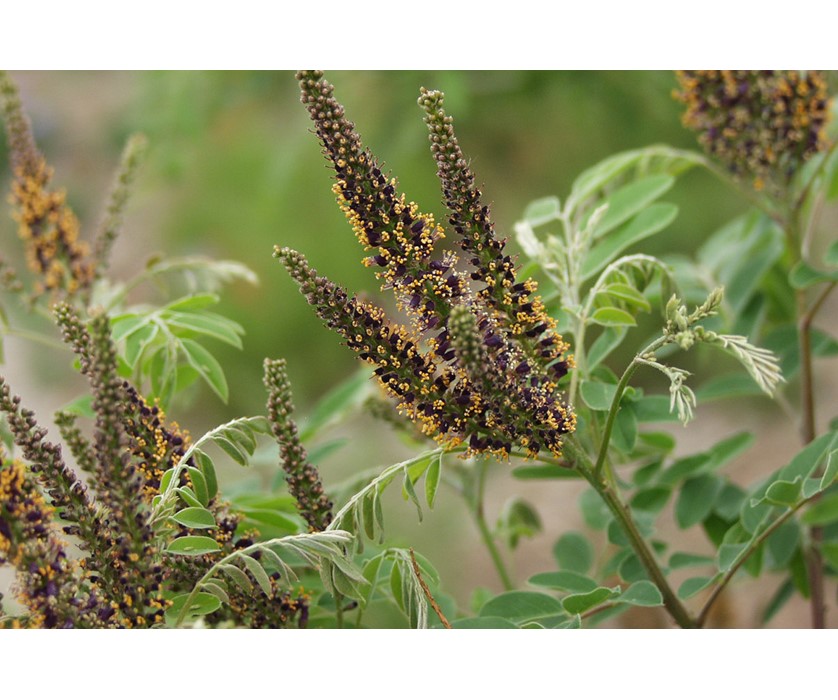 Colorado Springs Utilities Xeriscaping - False Indigo Bush